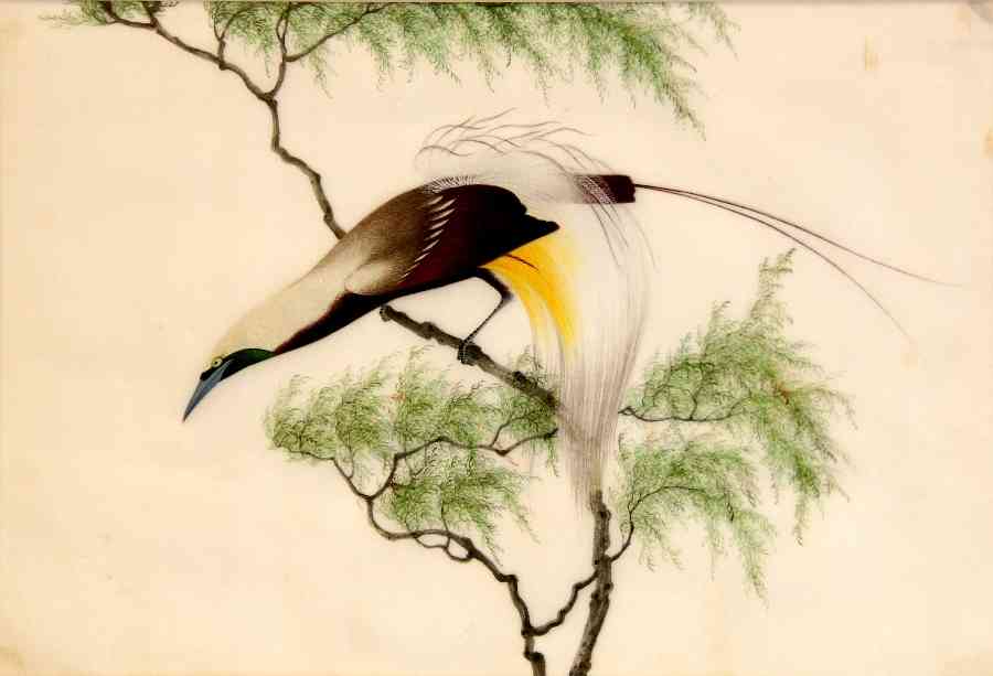 Unknown artist - A pair of China trade bird paintings