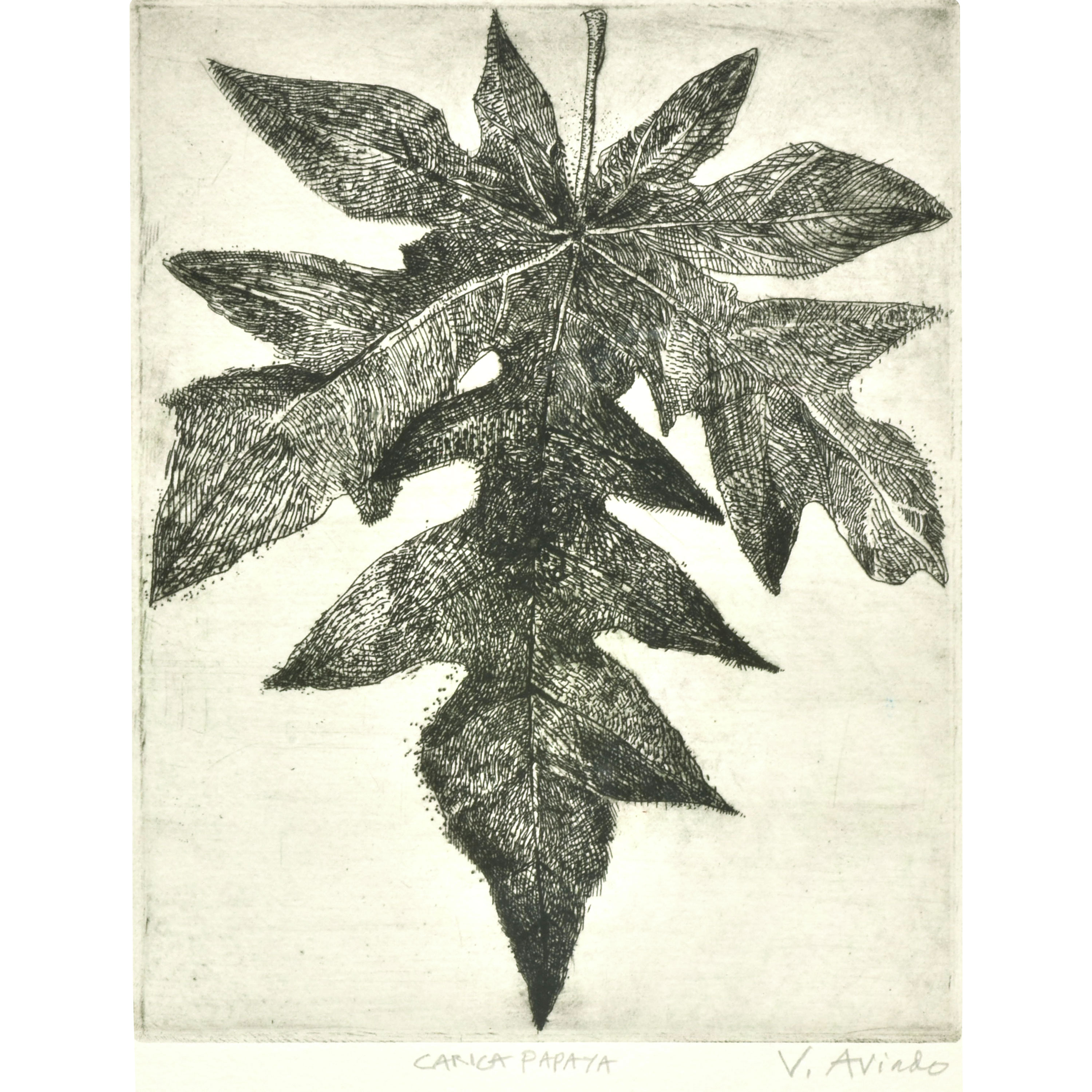 Virgilio Aviado (b. 1944) - Carica Papaya