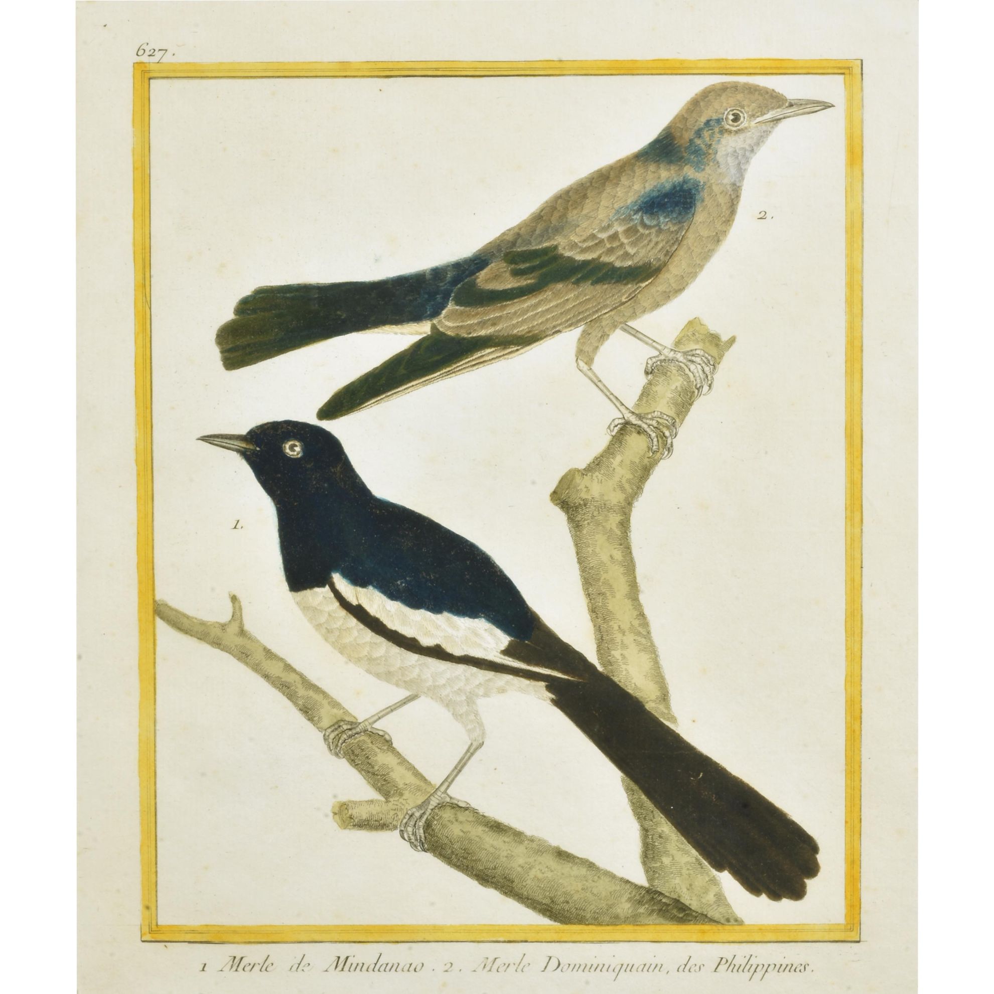 Francois Nicolas Martinet (1731 - 1804) - Merle de Mindanao, Merle ...