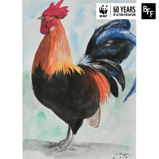 Jao Mapa - Rooster