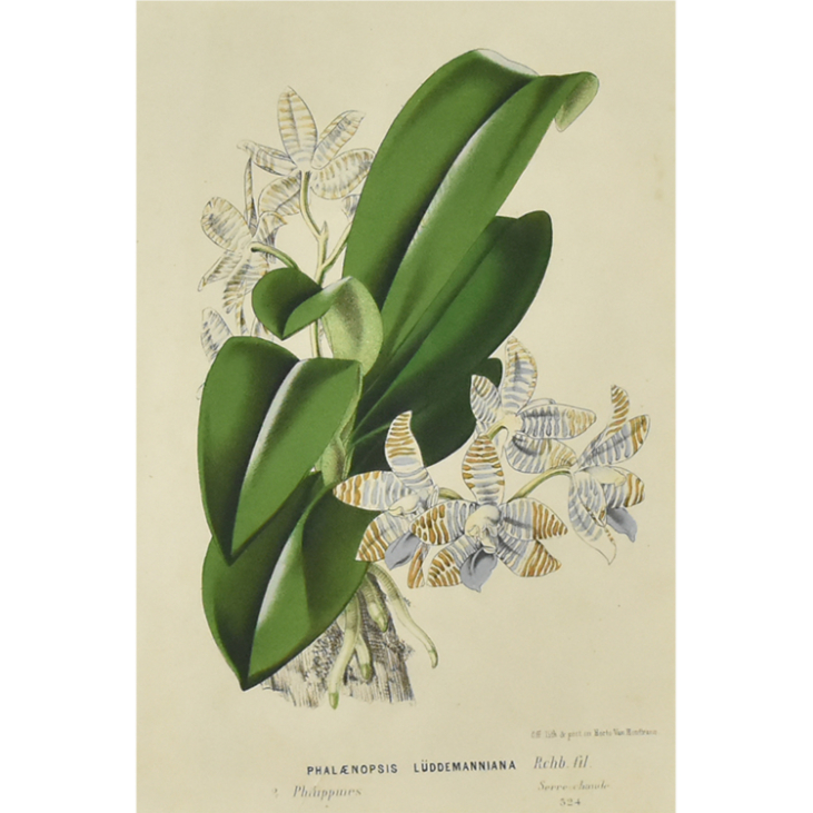 Louis Benoit van Houtte (1810 - 1876) - A lithograph finished with hand ...