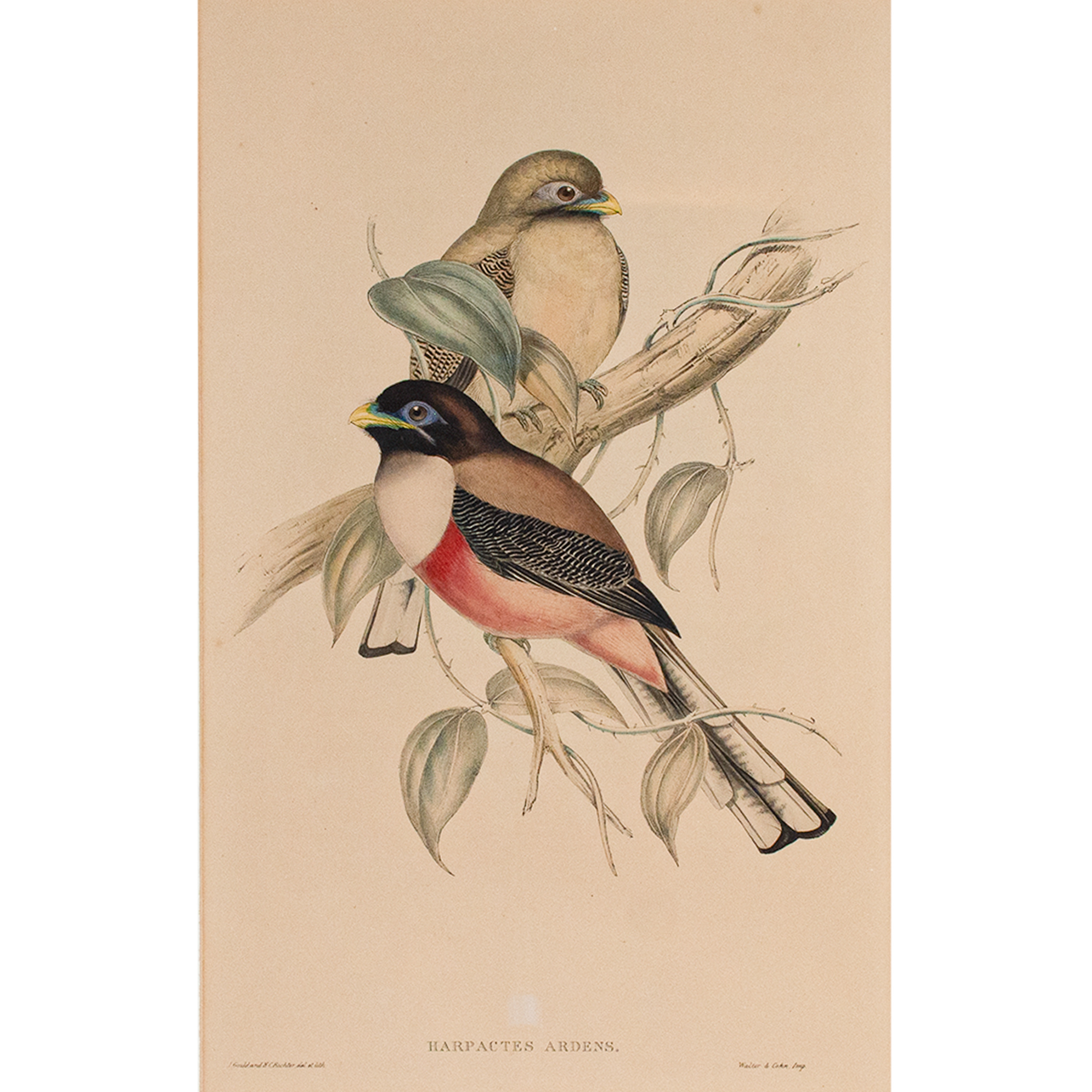 Henry Constantine Richter (1821 - 1902) & John Gould (1804 - 1881) - A ...