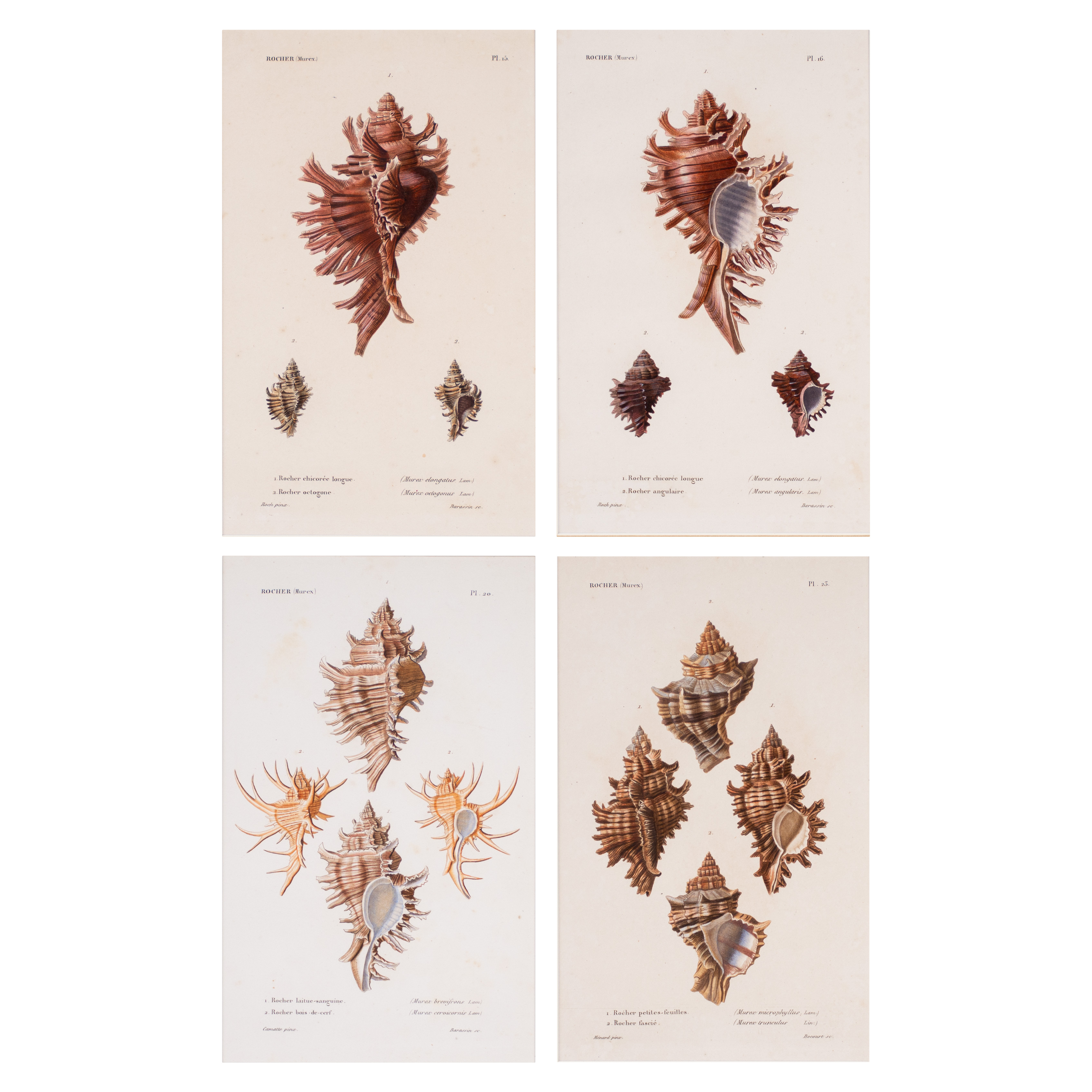 - A lot of 4 stipple engravings with original hand-coloring of shells ...