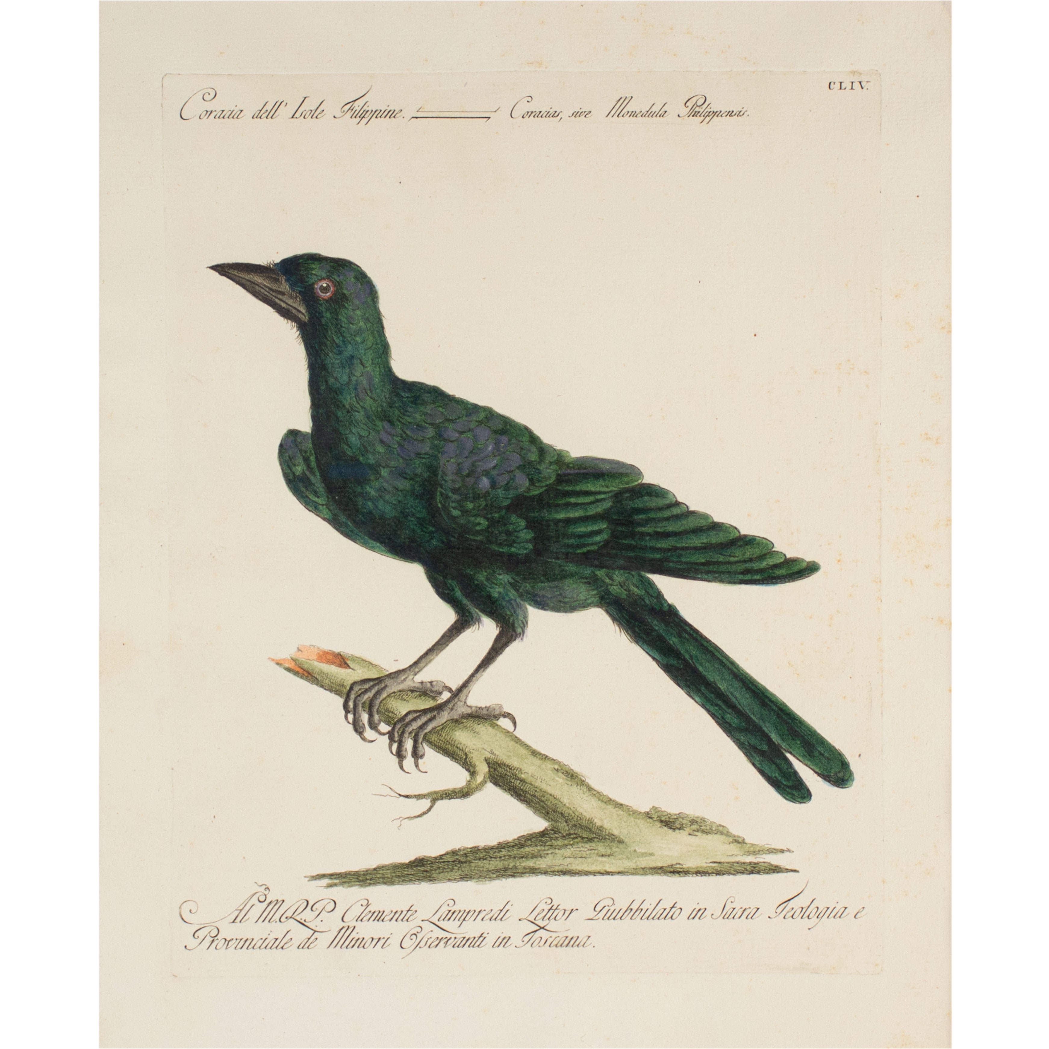 Francesco Saverio Manetti (1723 - 1785) - Coracia dell' Isole Filippine ...