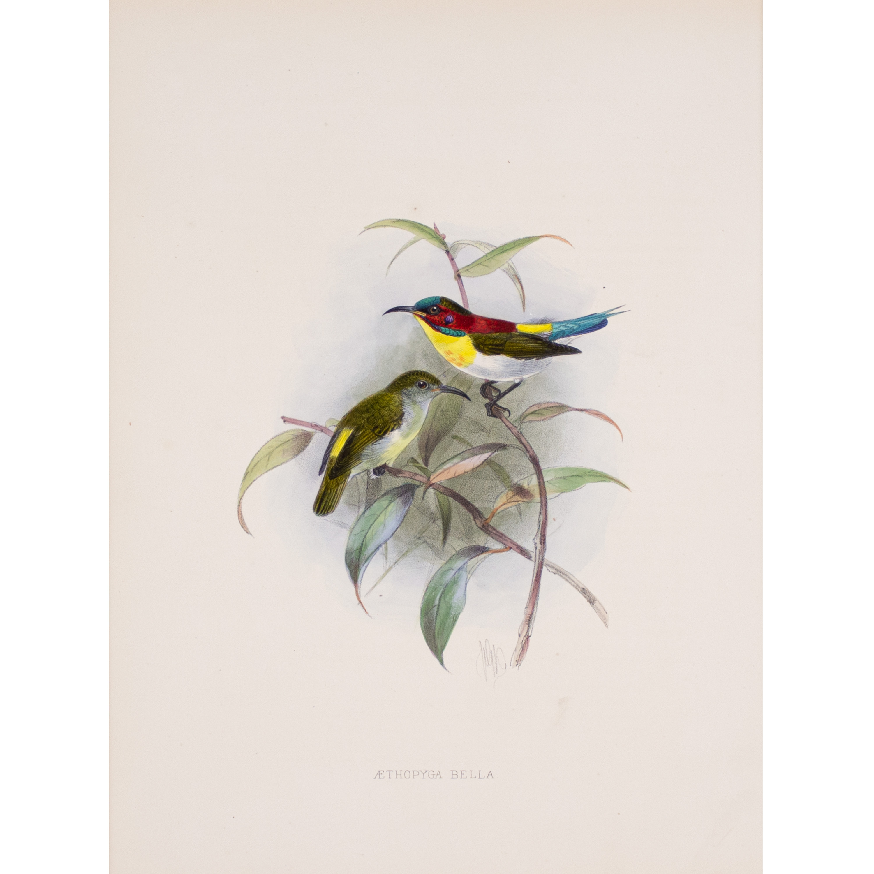 - Handsome Sunbird (Aethopyga Bella)