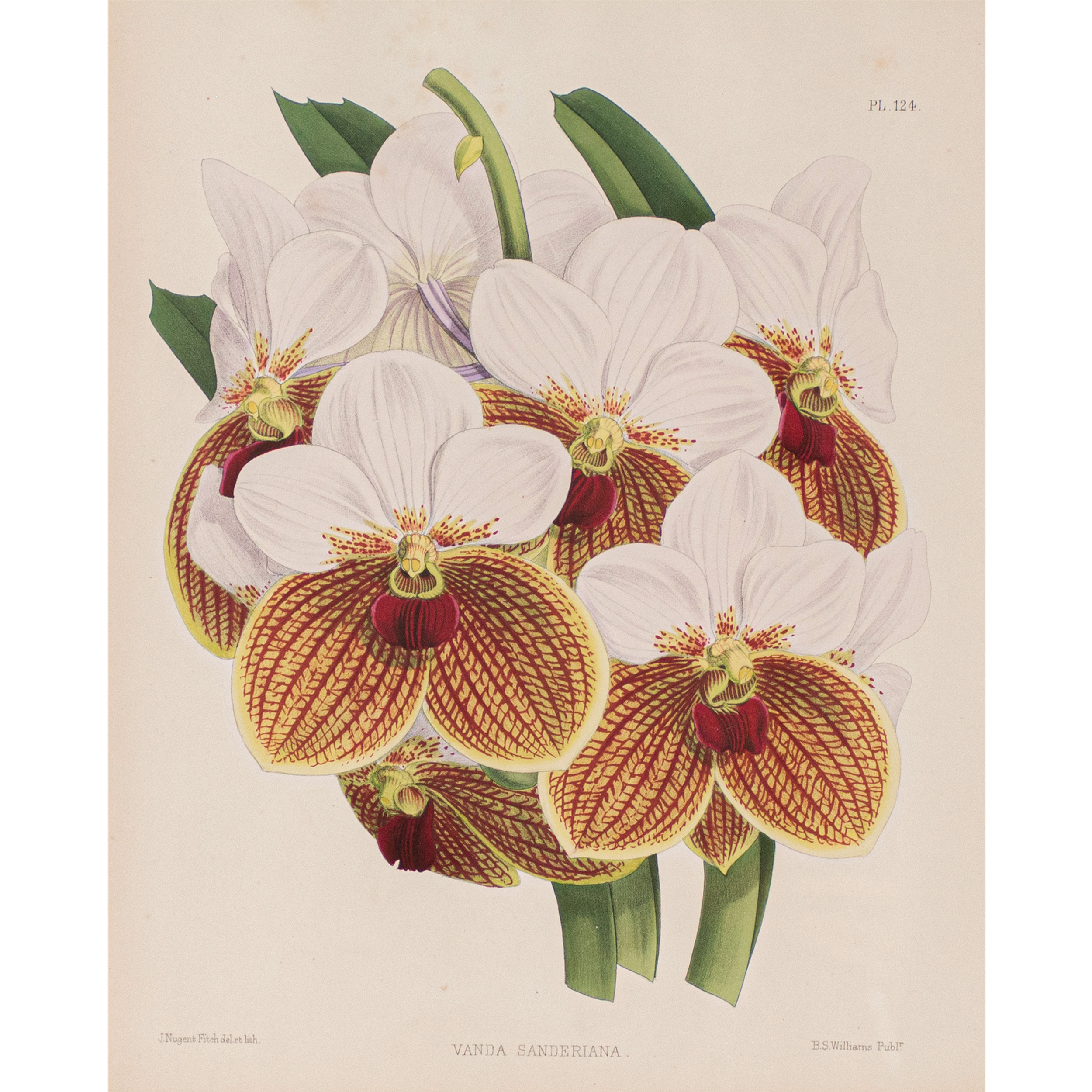 - Vanda sanderiana (Waling-waling)